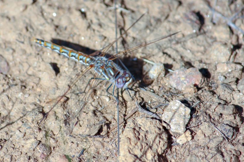 Variegated Meadowhawk...a Migrant Dragonfly | Image Wildlife...