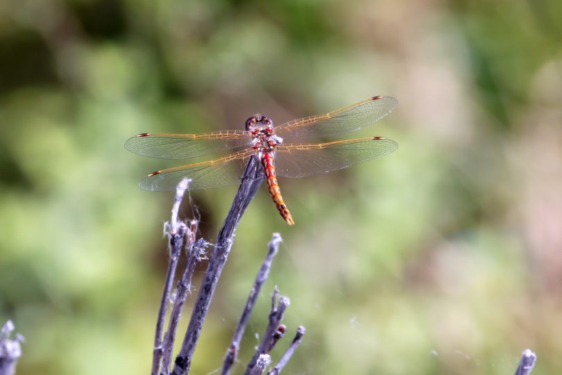 Variegated Meadowhawk...a Migrant Dragonfly | Image Wildlife...