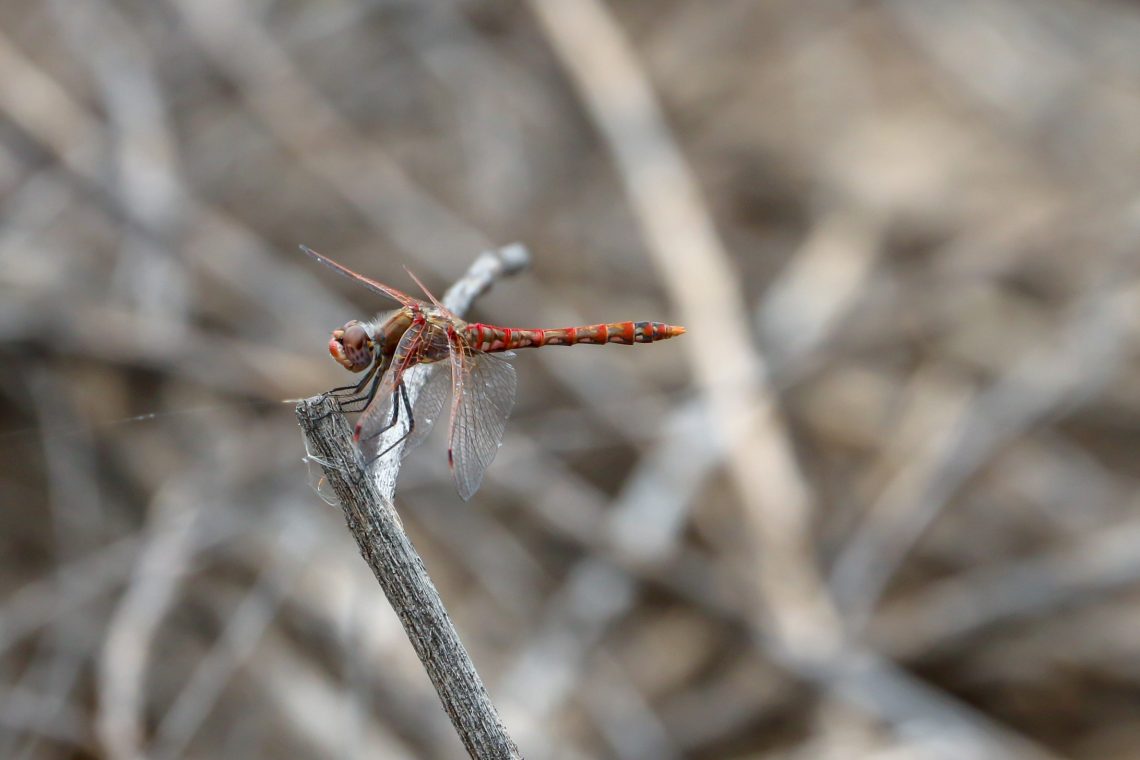 Variegated Meadowhawk...a Migrant Dragonfly | Image Wildlife...