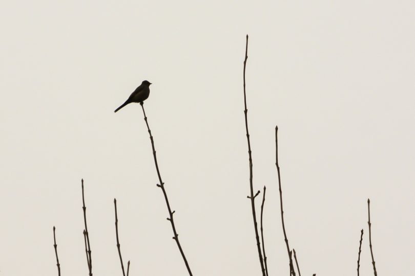 Townsend's Solitaire | Image Wildlife...