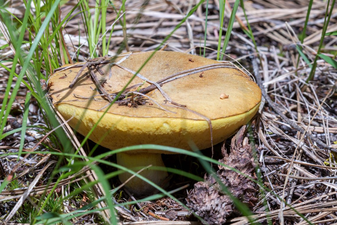 2019 Mushrooms-A Photo Review | Image Wildlife...