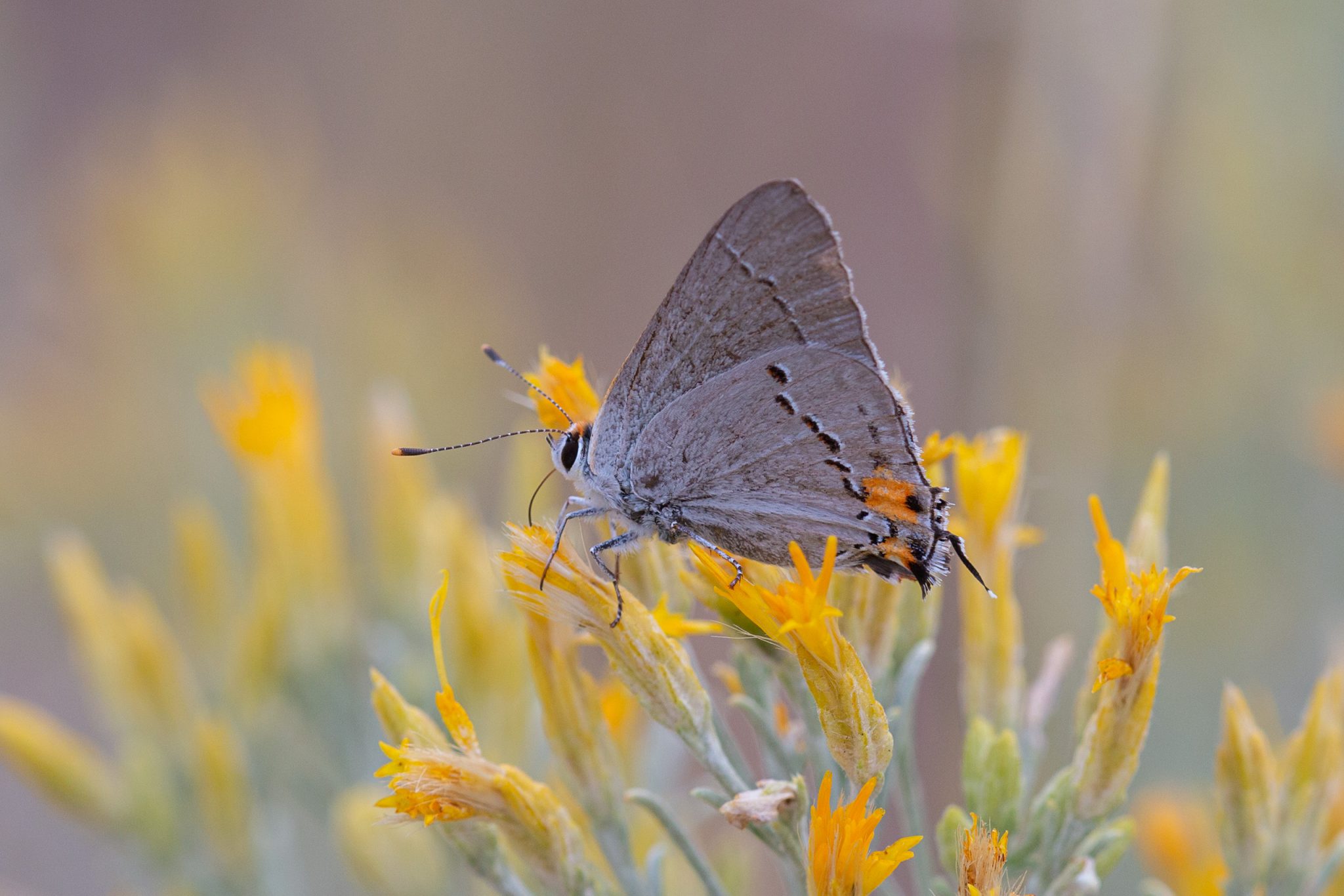 Butterflies that nectar from Rubber Rabbitbrush | Image Wildlife...