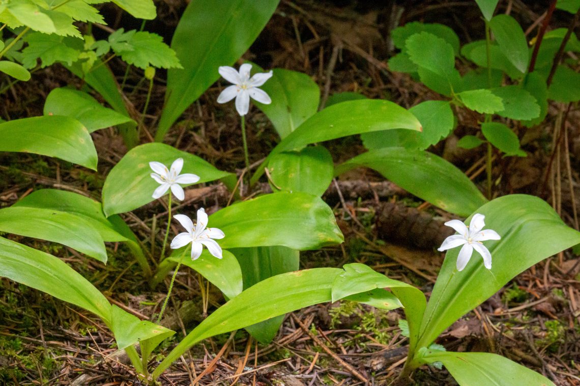 Introductory Look at Montana Wildflowers of the Lily Family | Image ...