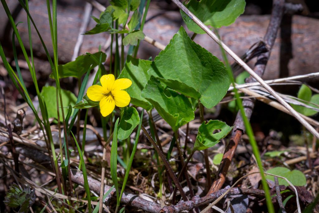 Images of Native Violet Wildflowers from Western Montana | Image ...